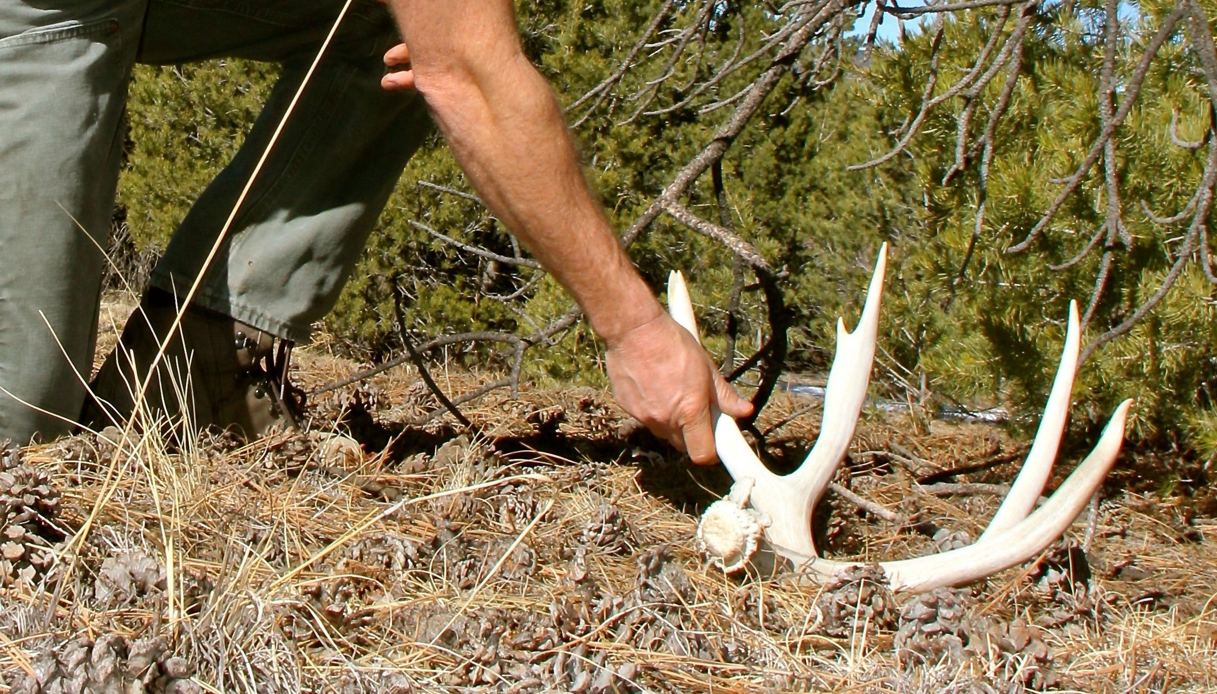 Hunting Out of Season by Fred Eichler – Bear Archery